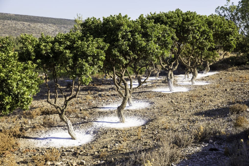 The Mastic of Chios, a beneficial and natural greek product - Poupadou
