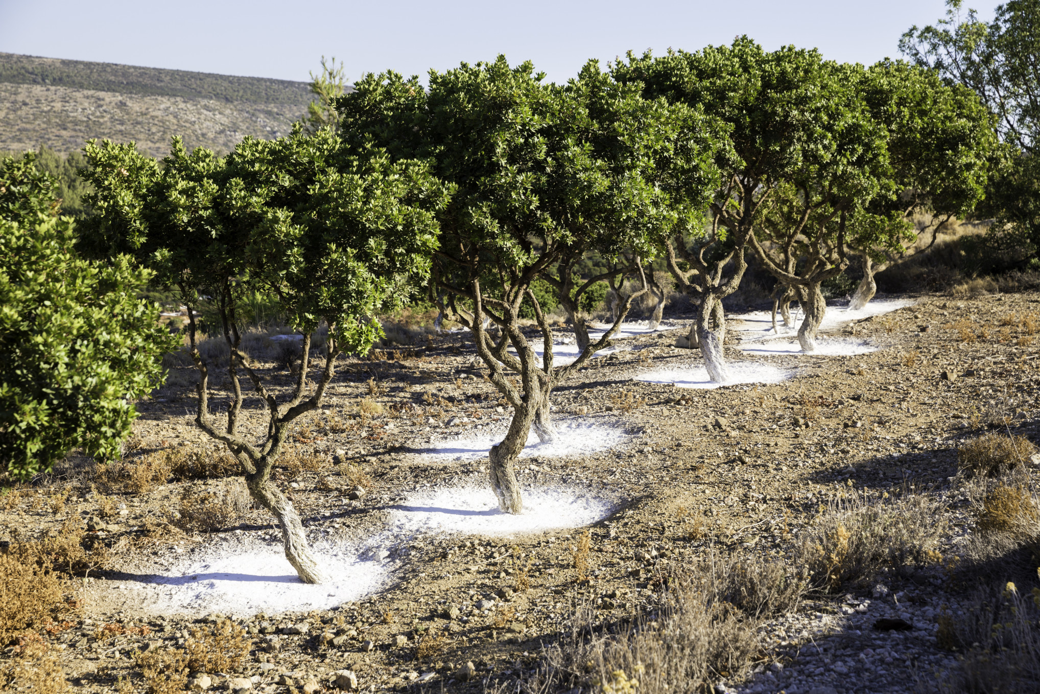 The Mastic of Chios, a beneficial and natural greek product - Poupadou